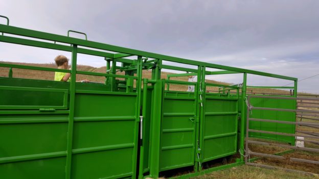 Cattle Handling Equipment | Livestock Handling Systems by Real Tuff
